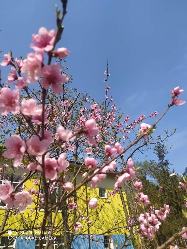 Copiii au văzut și ei copacul înflorit | Direcția Educație, Tineret și ...